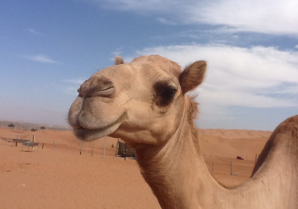 How Many Words In Arabic For Camel This Page Provides All Possible
